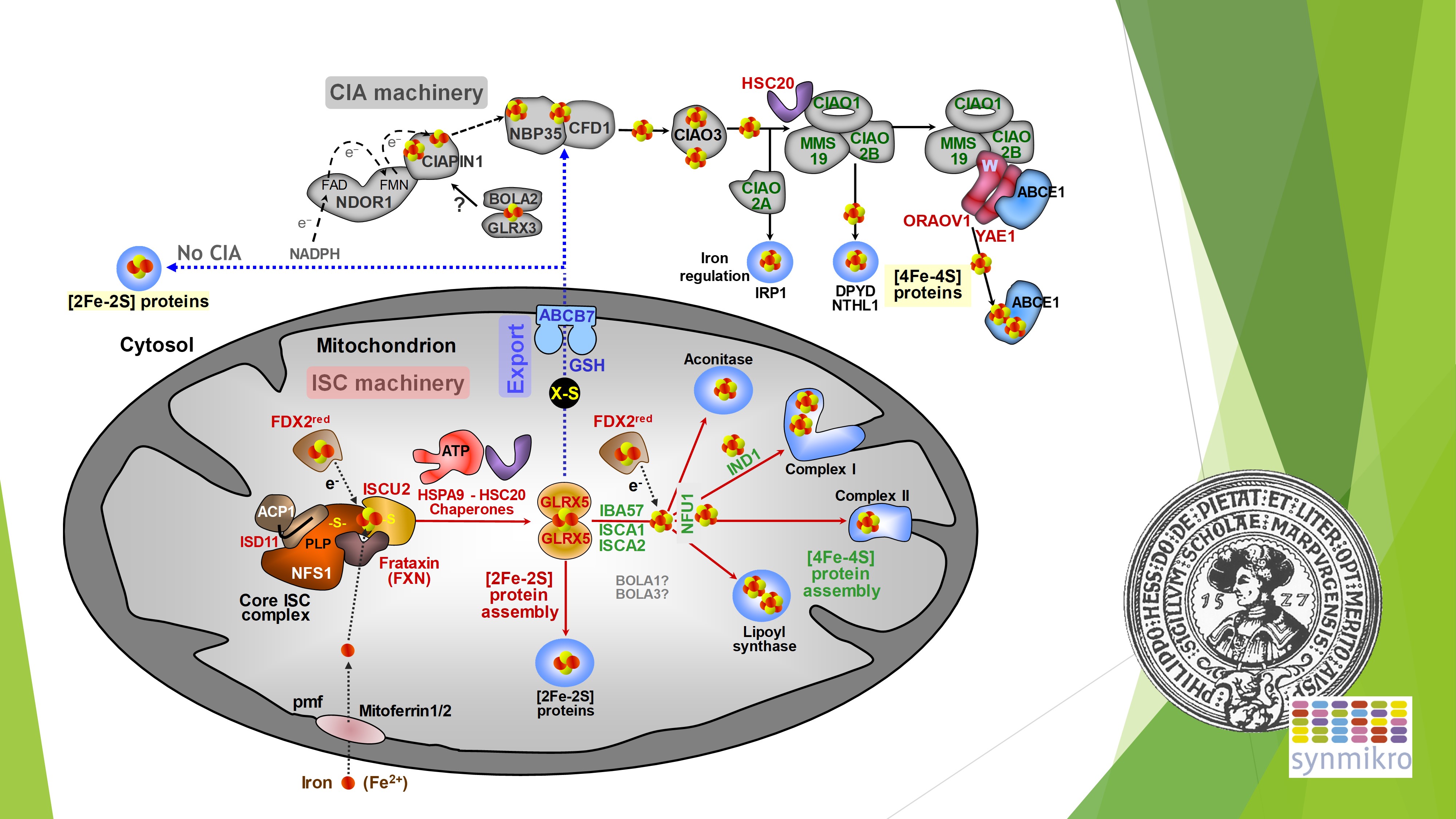 Slide 30/133 at 16:08: The transcriptional response of C. difficile to ...