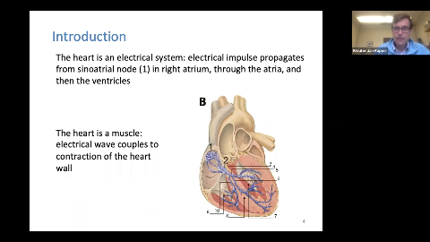 Slide 4/67 at 04:03: from sinoatrial node (1) in right atrium, through ...