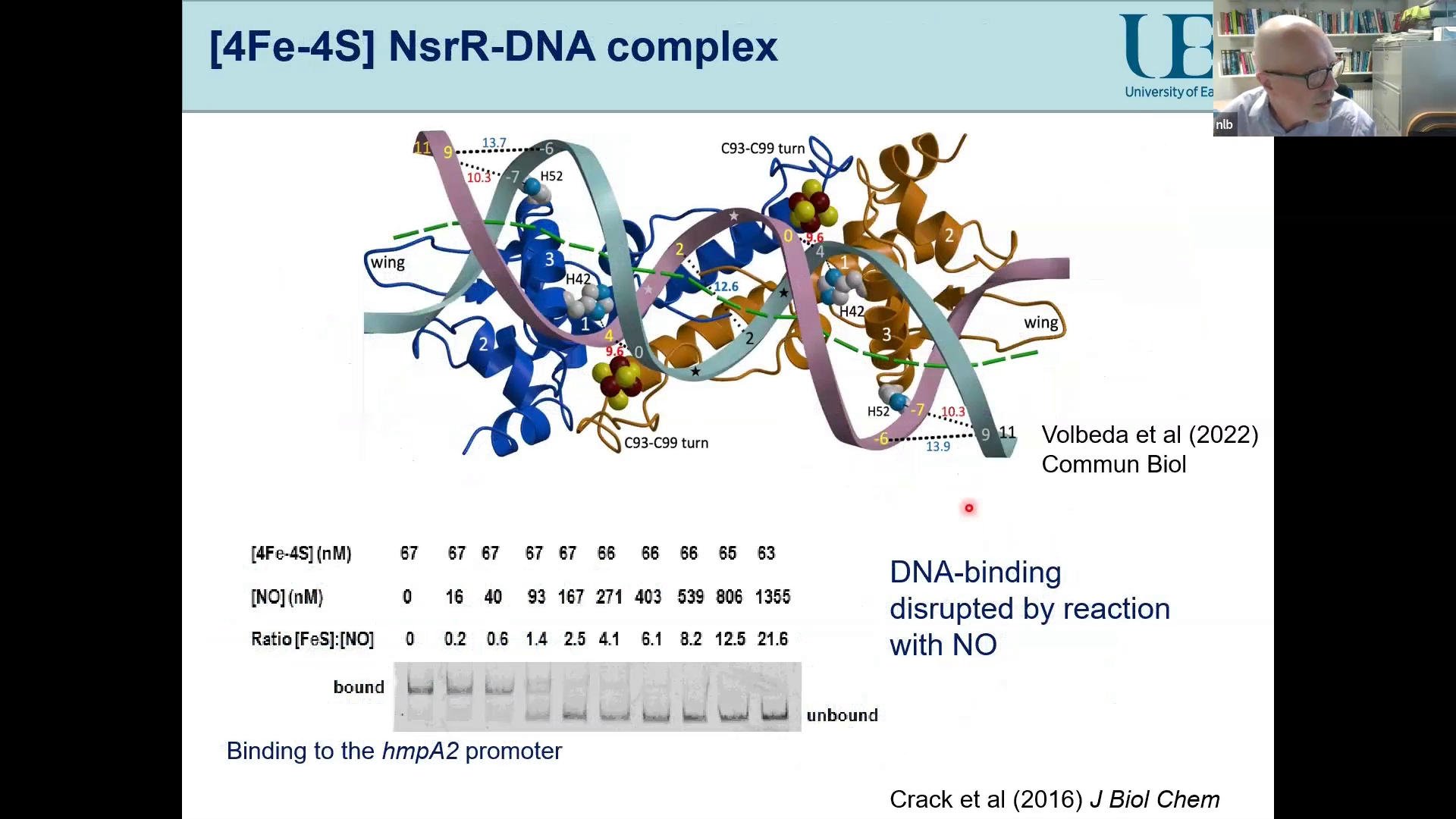 Slide 17/34 at 26:32: [4Fe-4S] NsrR-DNA complex