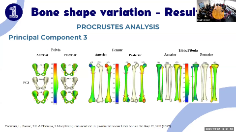 Slide 20/41 at 19:00: Bone shape variation - Result
