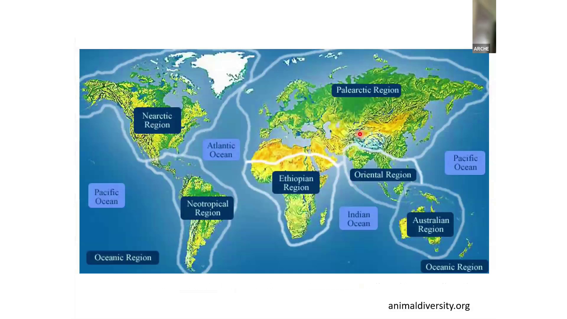 Slide 12/53 at 07:11: Palearctic Region