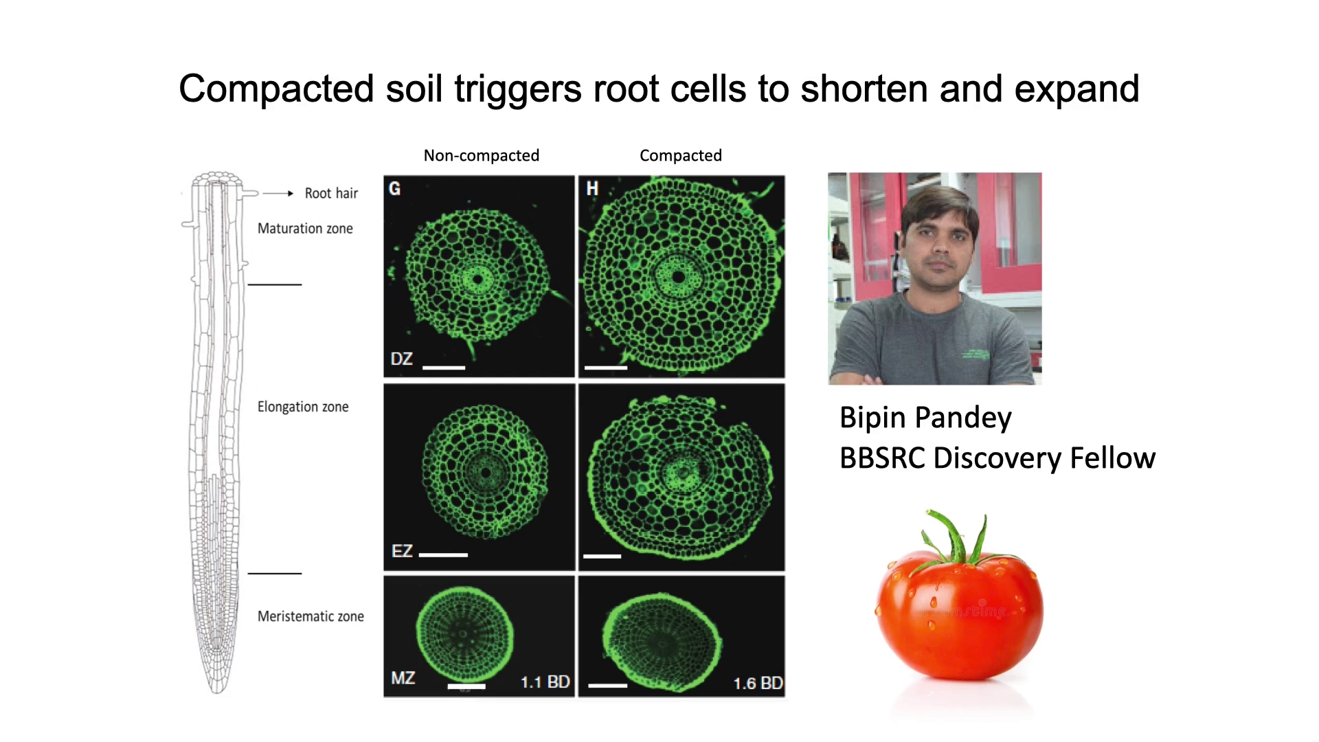 Slide 9/25 at 11:16: Bipin Pandey BBSRC Discovery Fellow