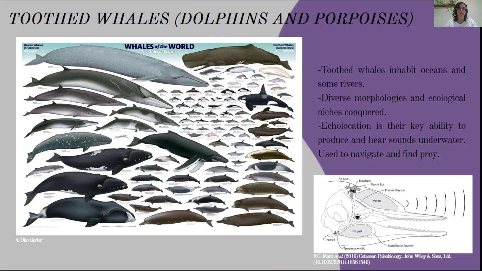 Slide 2/18 at 00:19: OTHED WHALES (DOLPHINS AND PORPOISES)