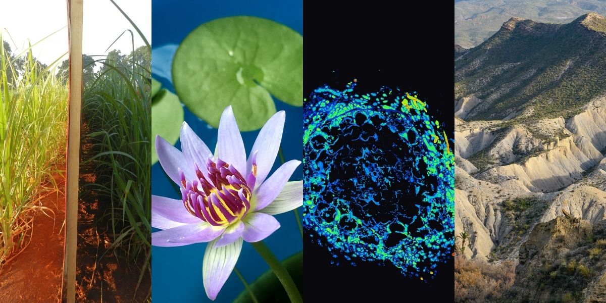 New Phytologist Now · Cassyni